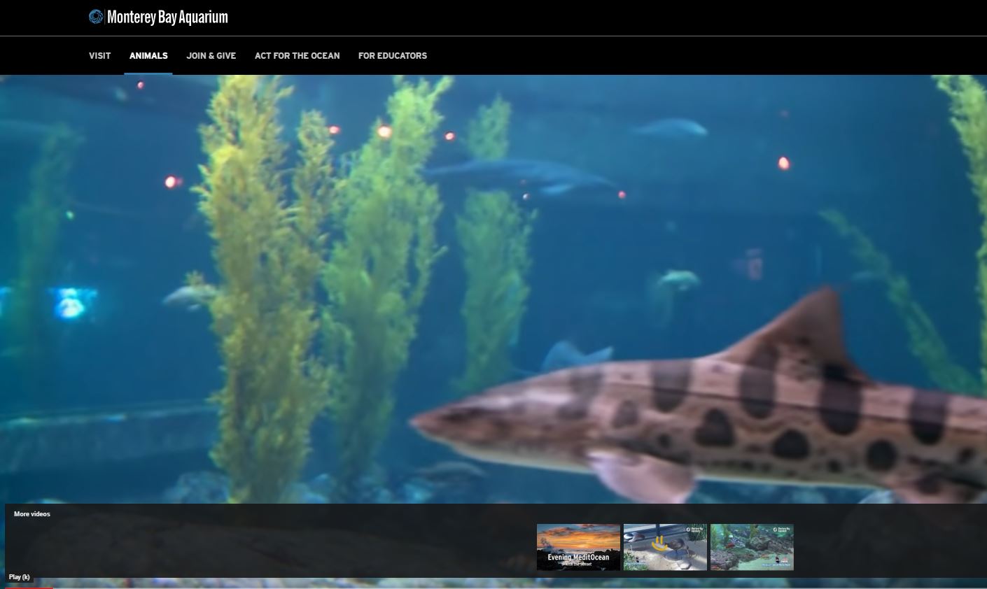 One Good Thing: Shark Cam - Teaching Kids News